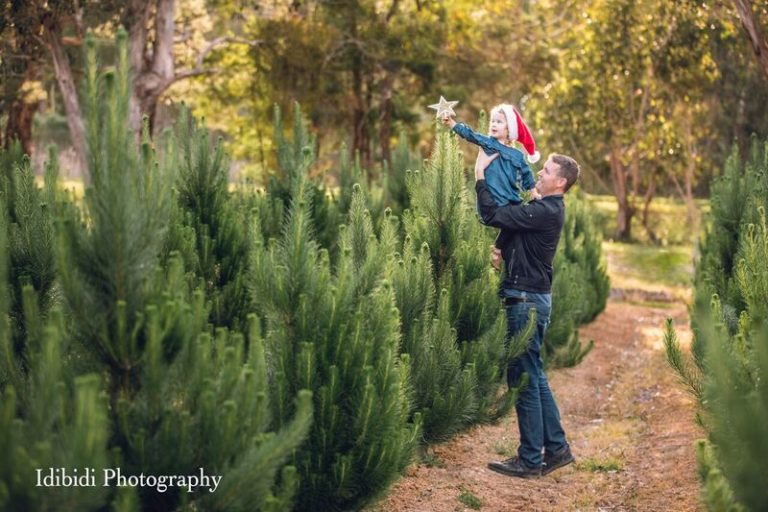 Gallery - Montrose Christmas Tree Farm